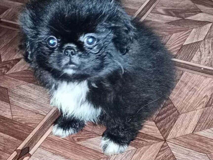 Щенки пекинеса