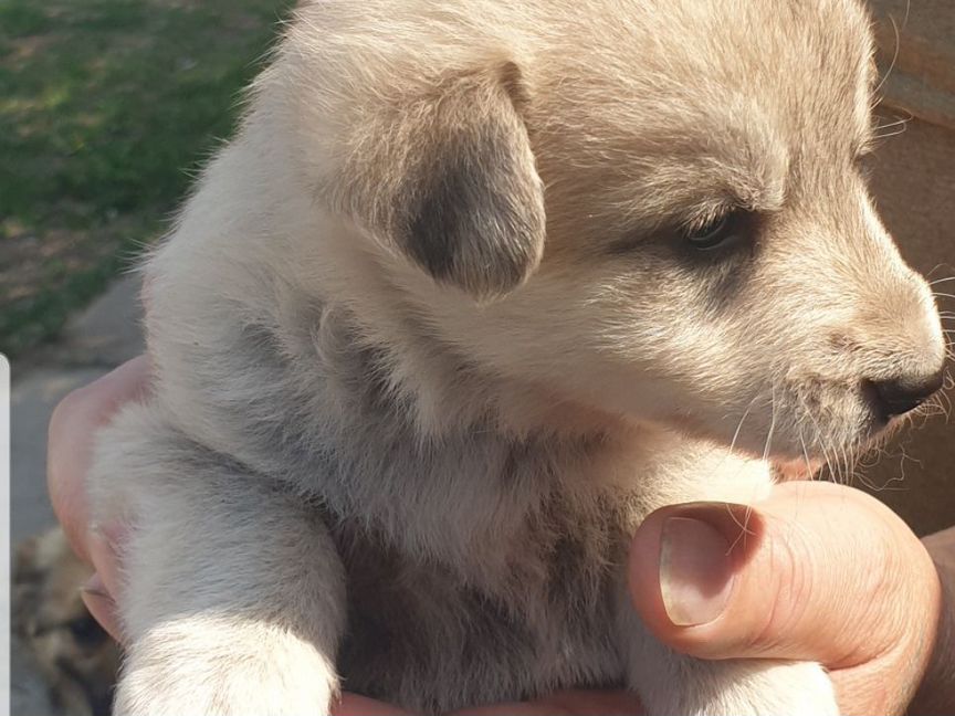 Щенки в добрые руки щенки