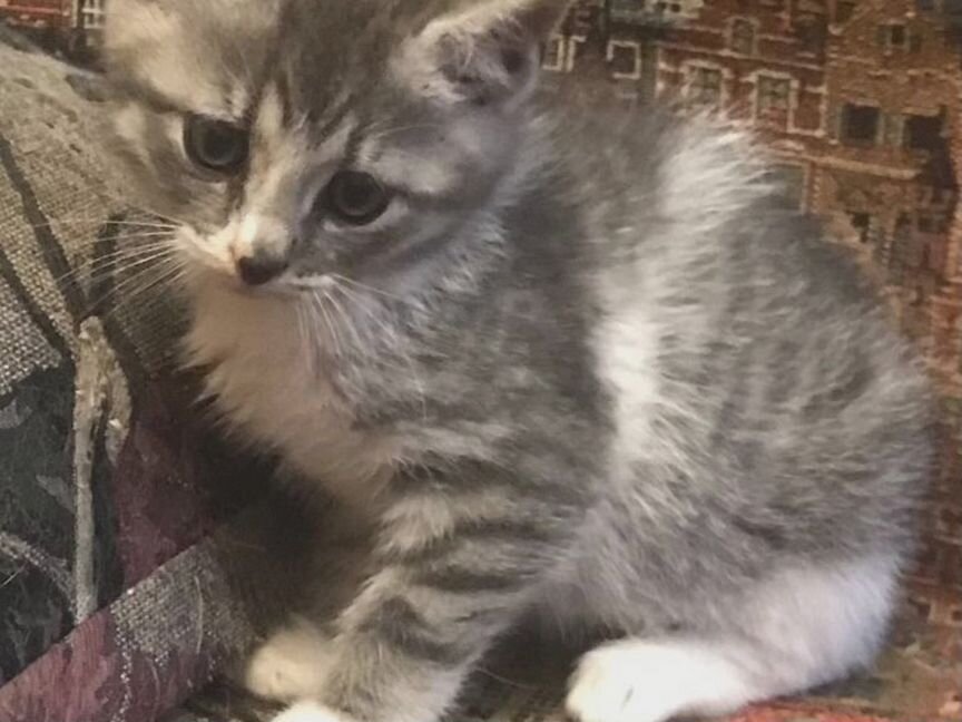 Котенка подкинули к подъезду. Нужен дом