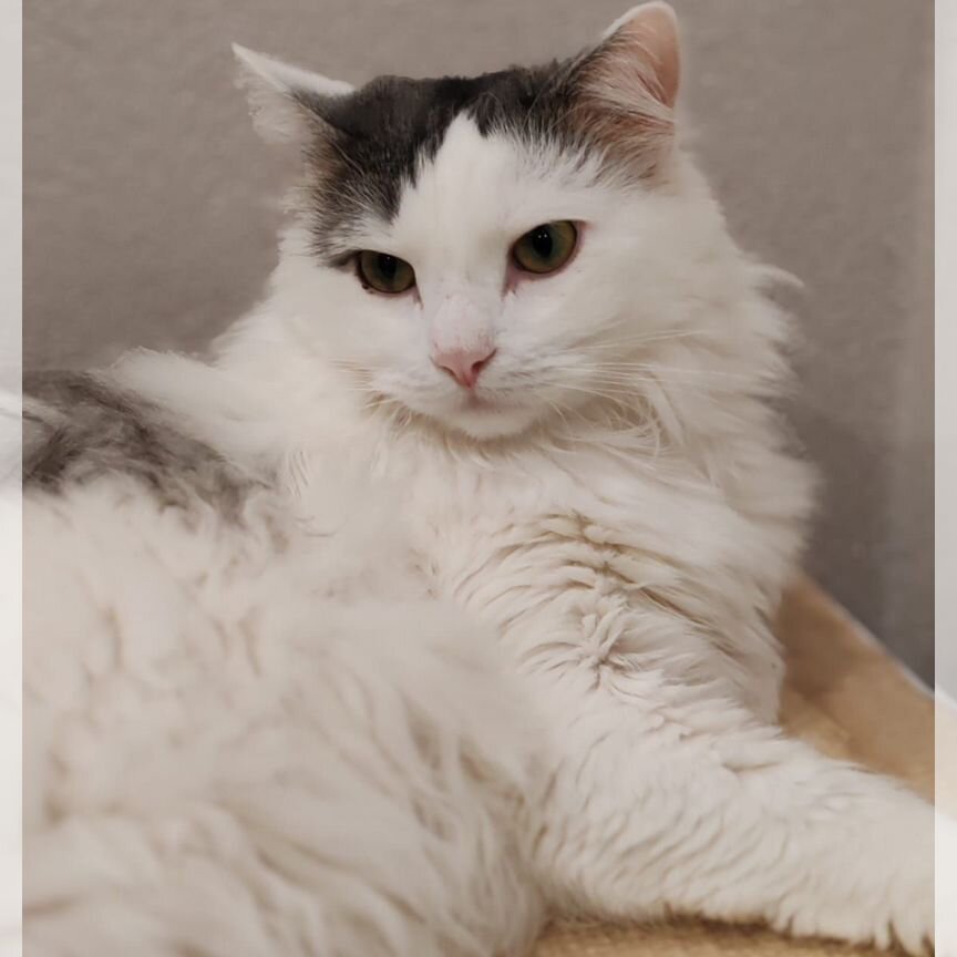 Взрослый кот в добрые руки