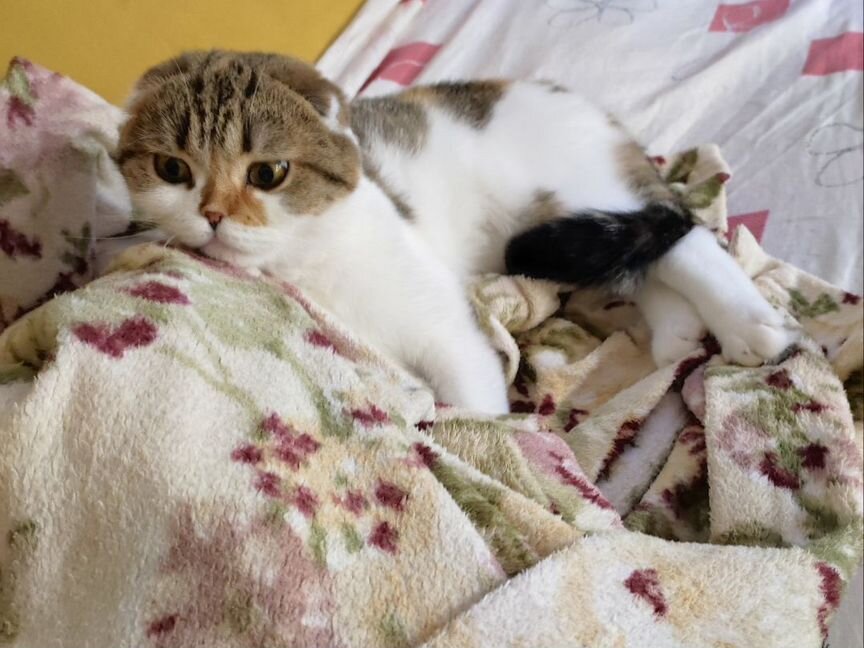 Шотландская вислоухая кошка