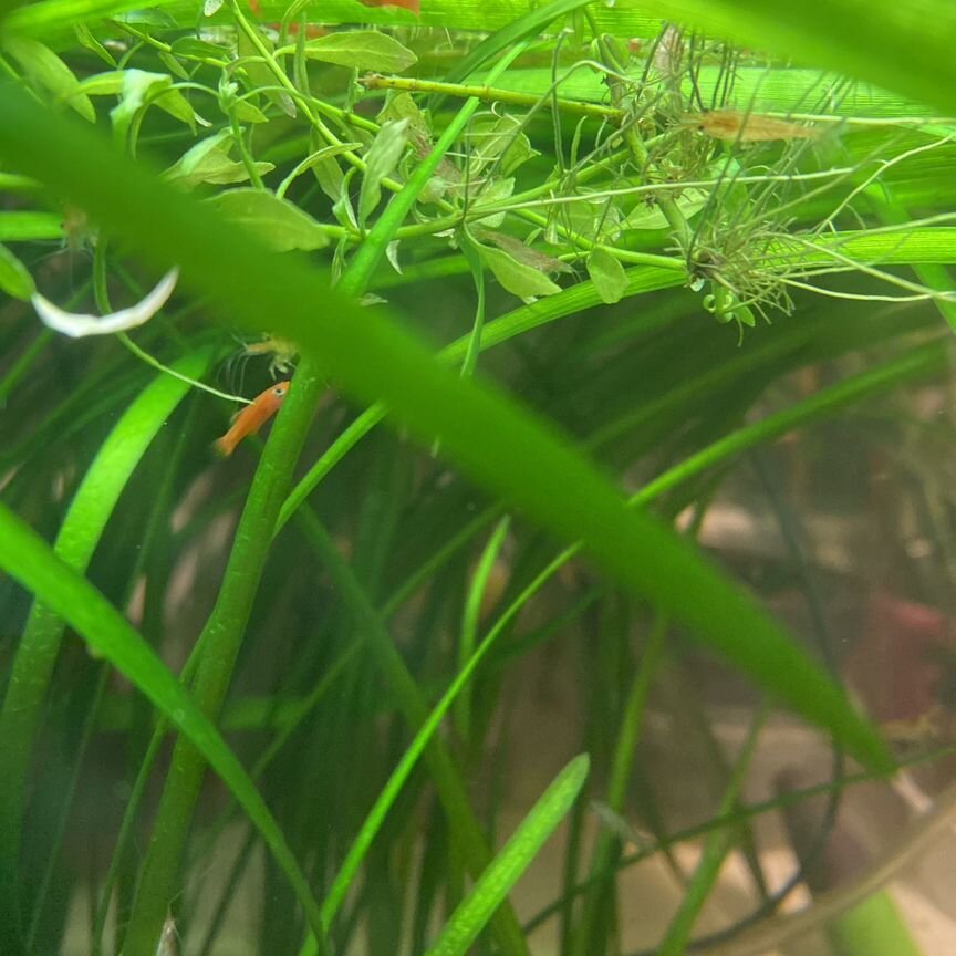 Мальки красных меченосцев