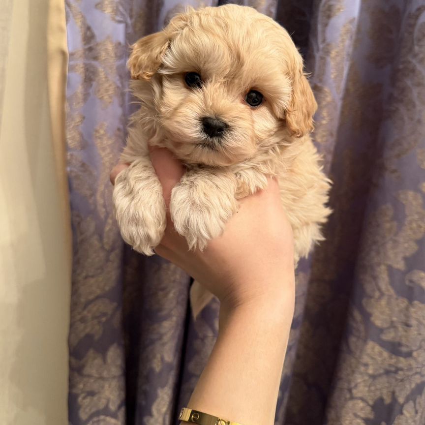 Мальтипу, щенок