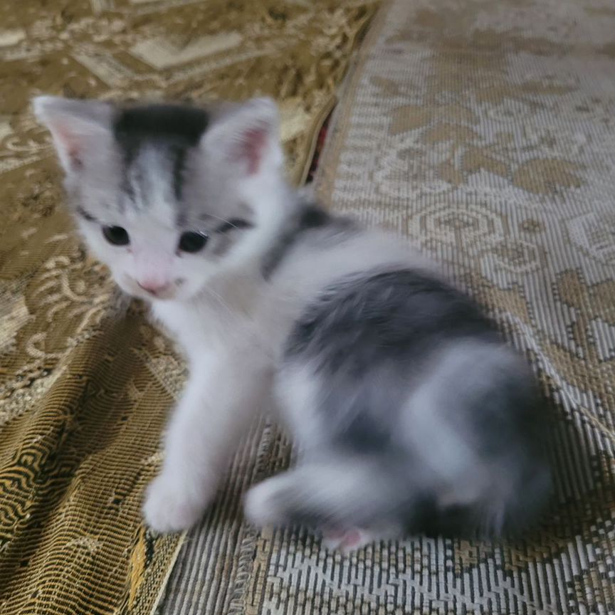 Отдам котенка в добрые руки мальчика