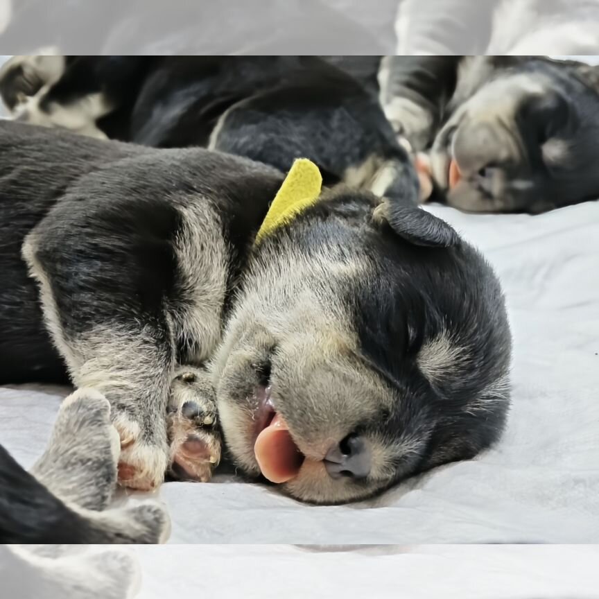 Лабрадор-ретривер, щенок