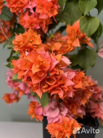 Бугенвиллия Double Orange купить в Москве | Товары для дома и дачи | Авито