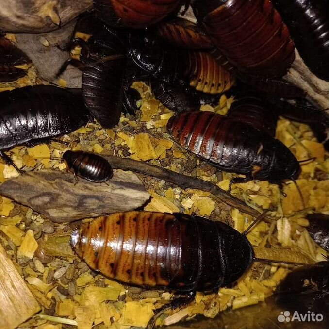 Мадагаскарский шипящий таракан