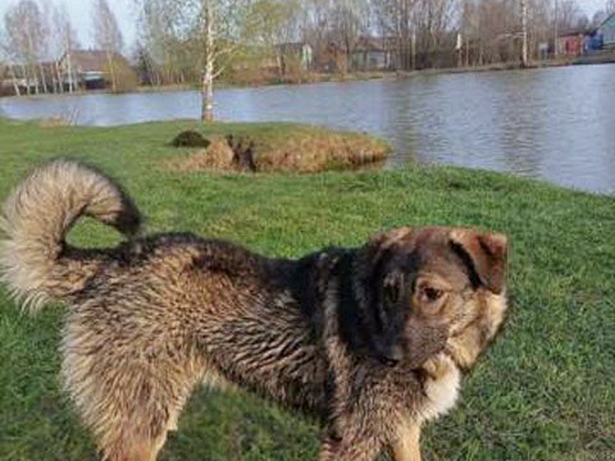 Идеальный мальчик Сэм в добрые руки