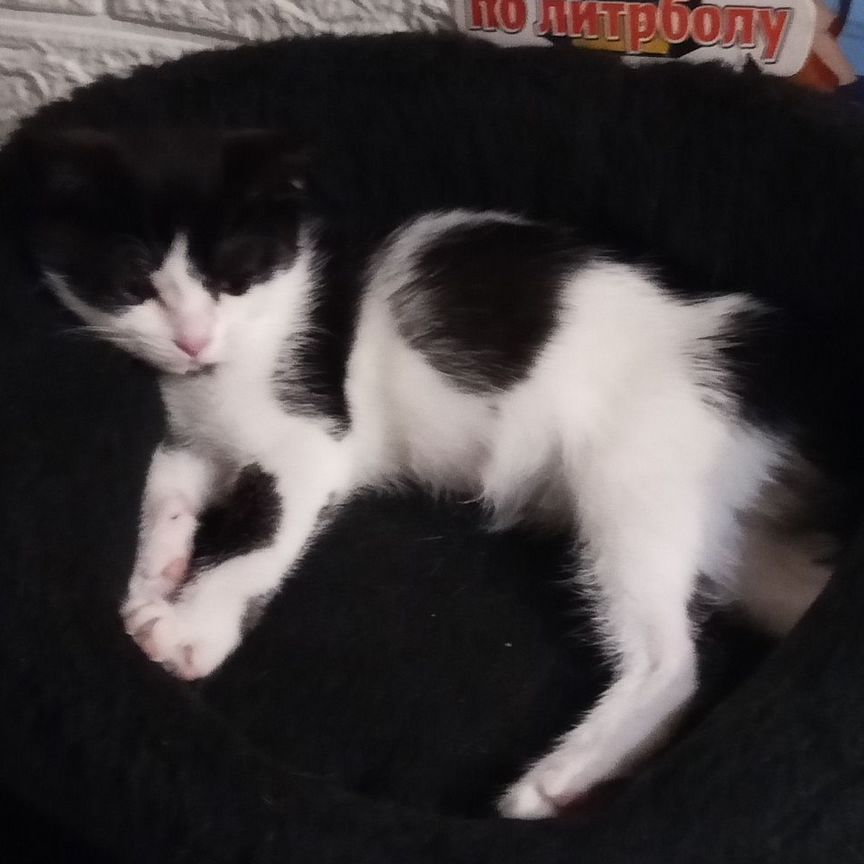 Котёнок в добрые руки