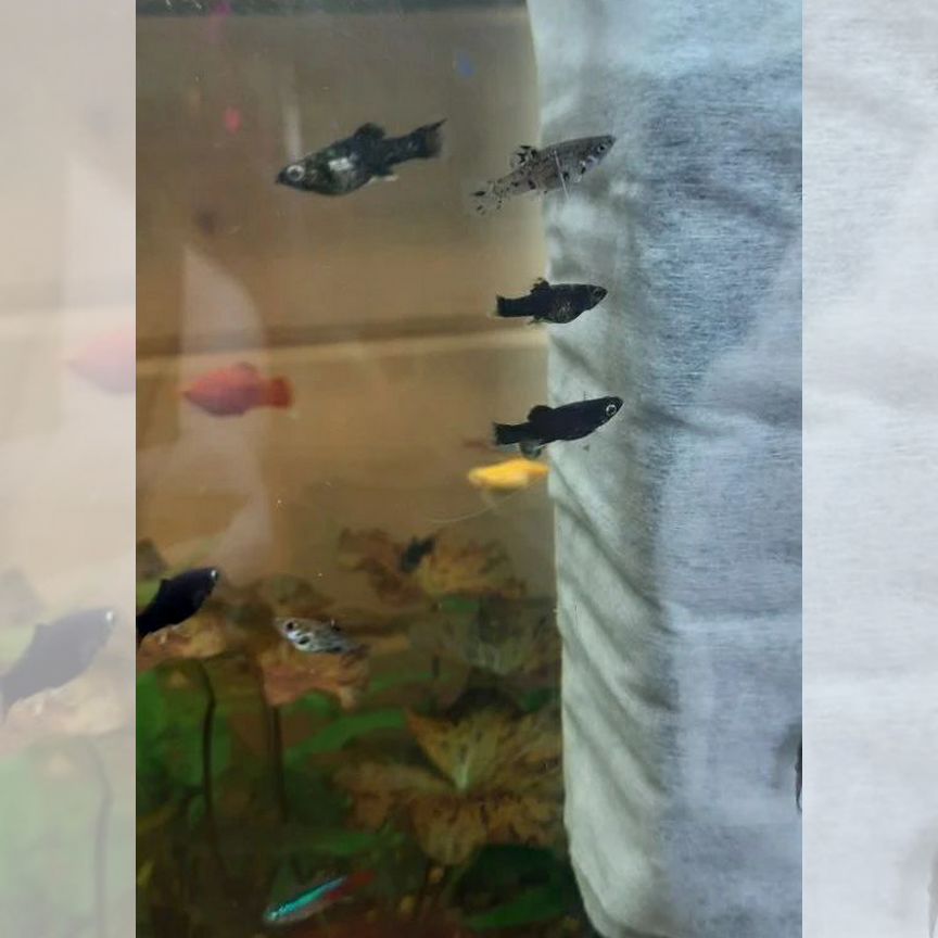 Аквариумные рыбки