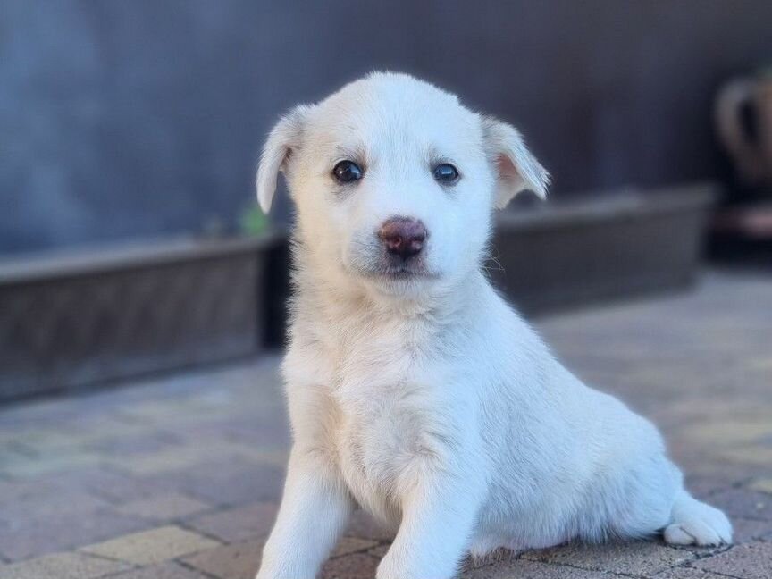 Щенок в добрые руки
