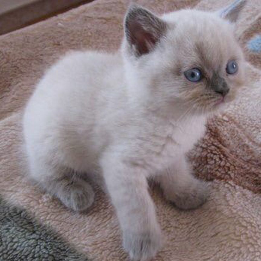 Шотландский вислоухий короткошёрстный котёнок