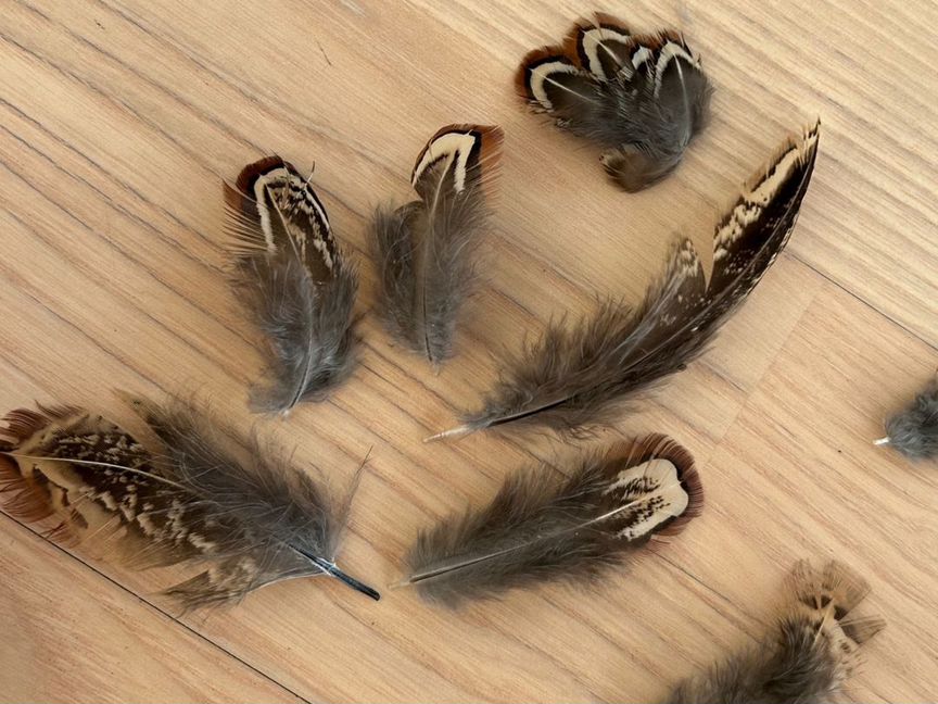 Перья фазана маленькие