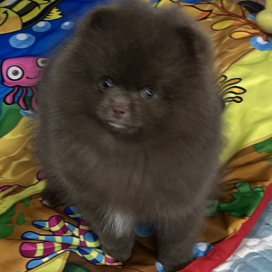 Померанский шпиц, щенок