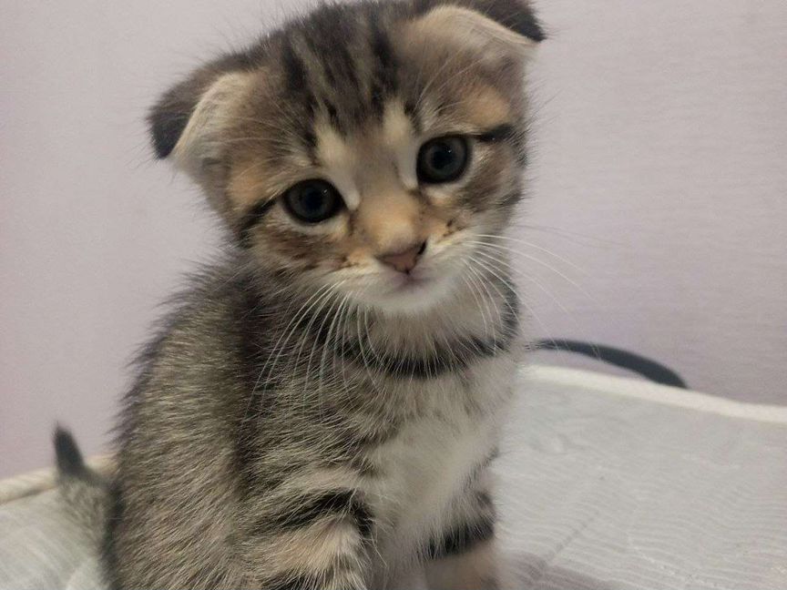 Помесь вислоухой и европейца