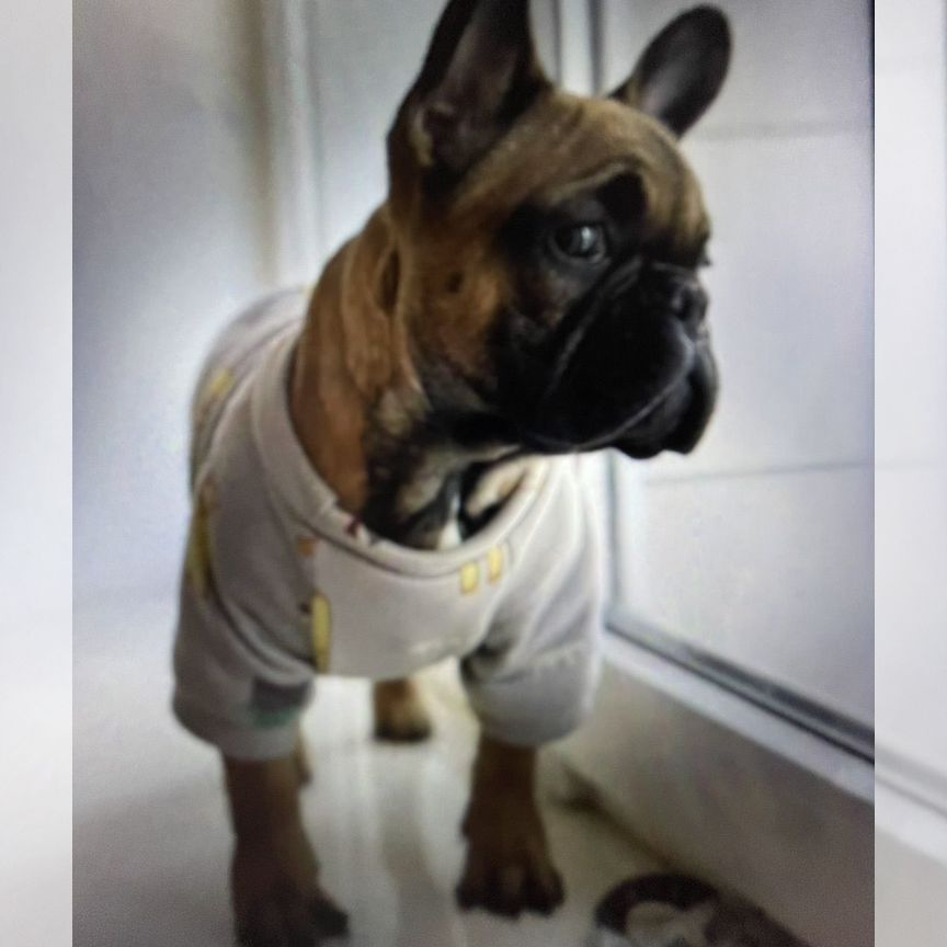 Французский бульдог щенок