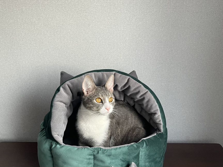 Лежанка для кошек и маленьких собак