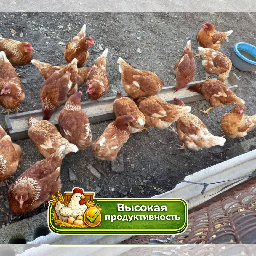 Куры несушки с доставкой