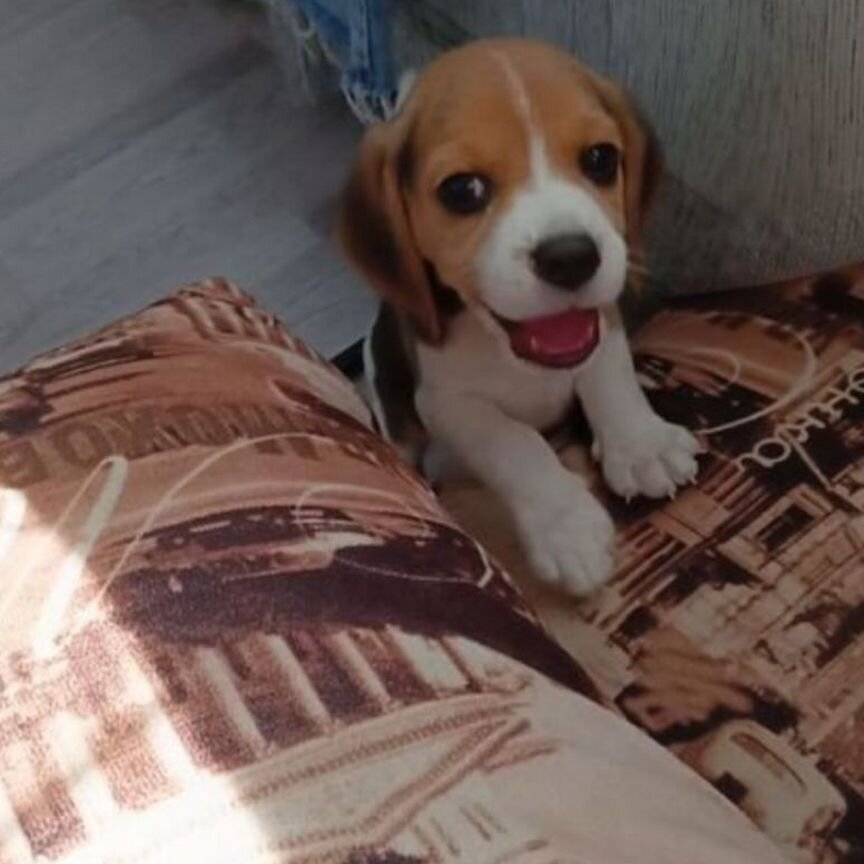 Собаки щенки бигль