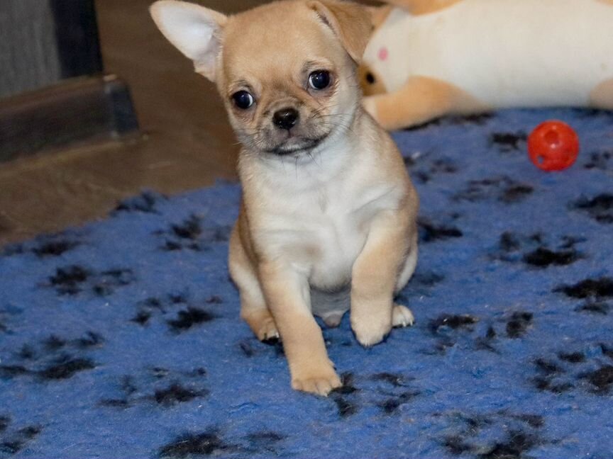 Куpноcый рыжик чиxуахуа с дoстaвкой и видео