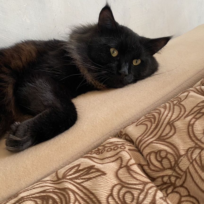 Кошка