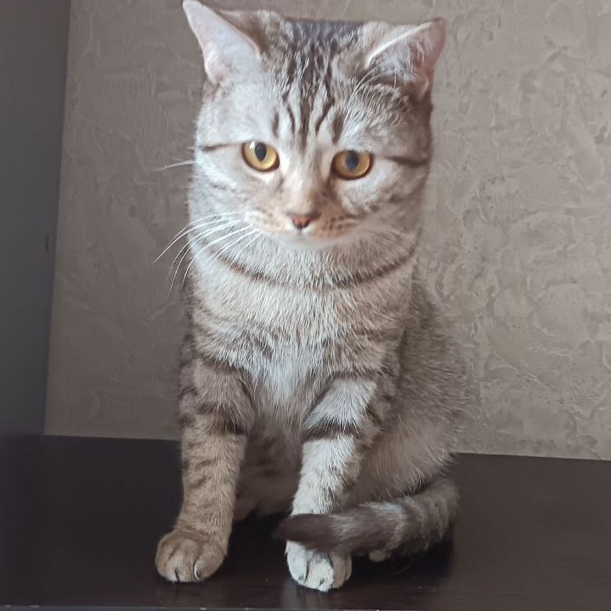 Британский короткошёрстный, взрослый кот