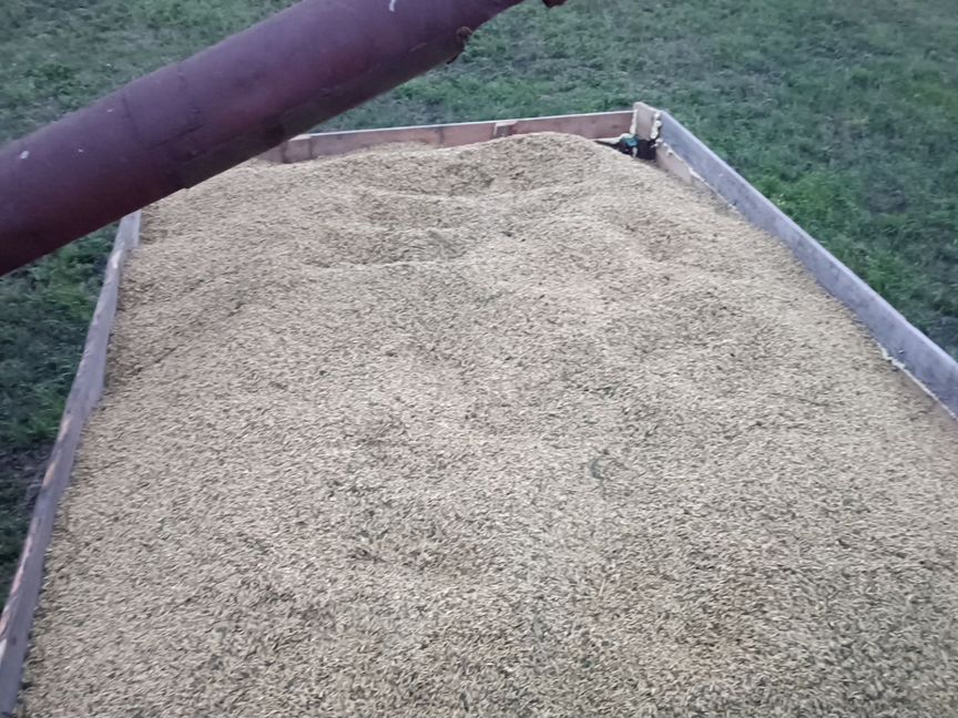 Продам пшеницу и ячмень