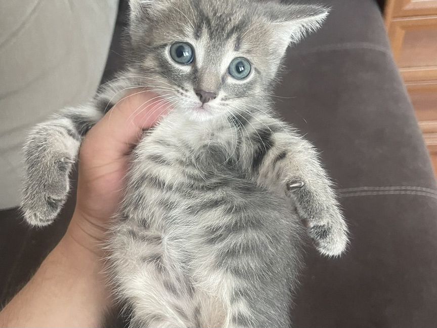 Котята британские, раскрас Вискас