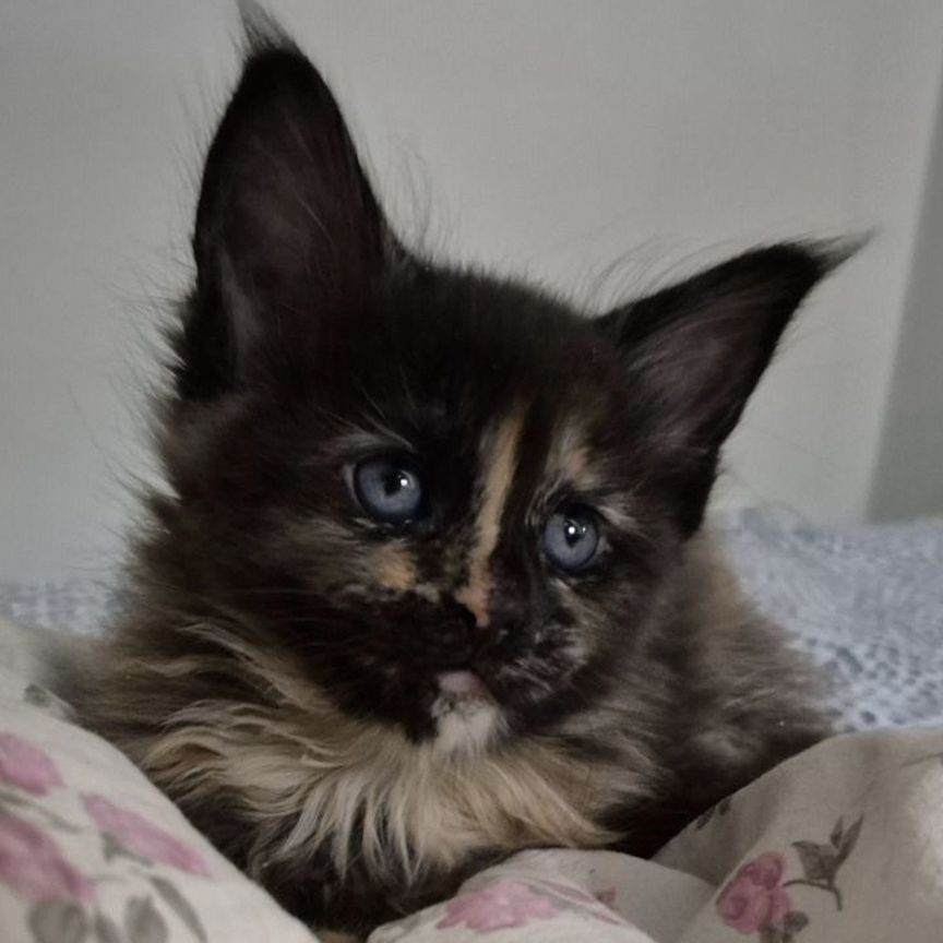 Мейн-кун котёнок