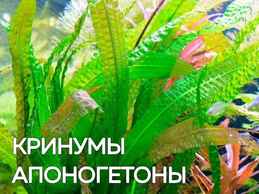 Мадагаскарскии апоногетон и другие из Сингапура