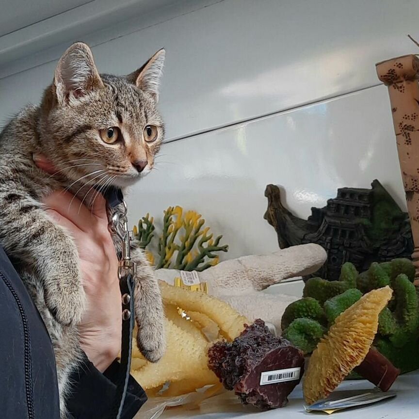 Котёнок ищет семью (3,5мес.)