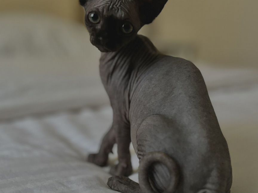 Котенок Канадского сфинкса
