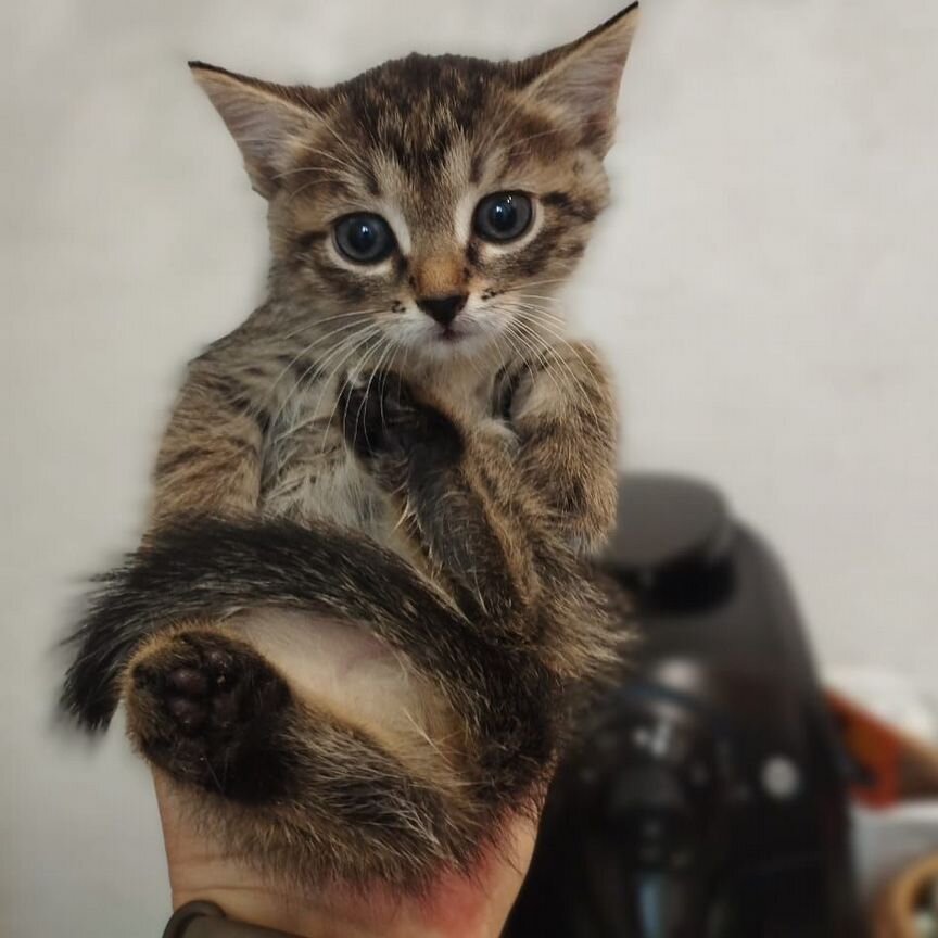 Котята