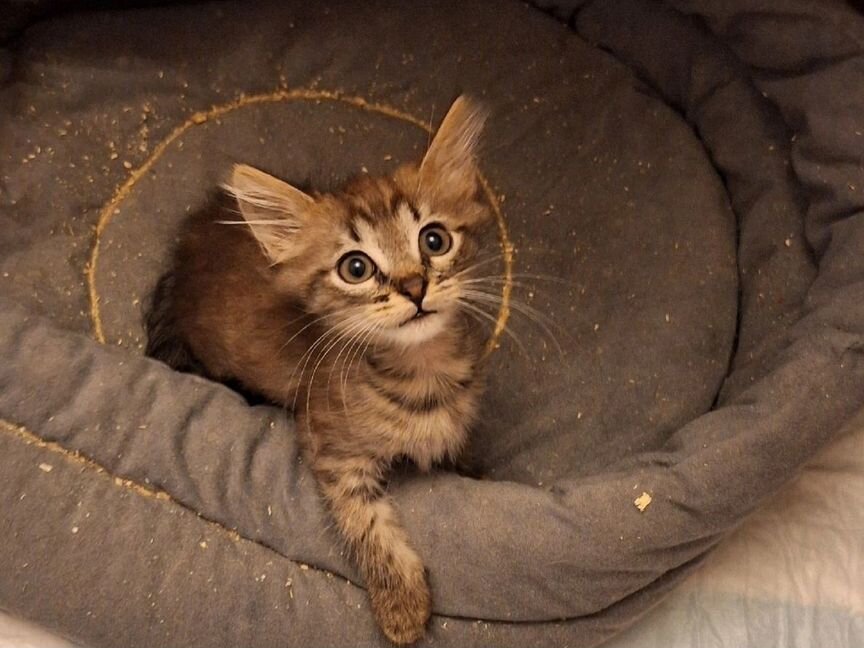 Котенок ищет семью