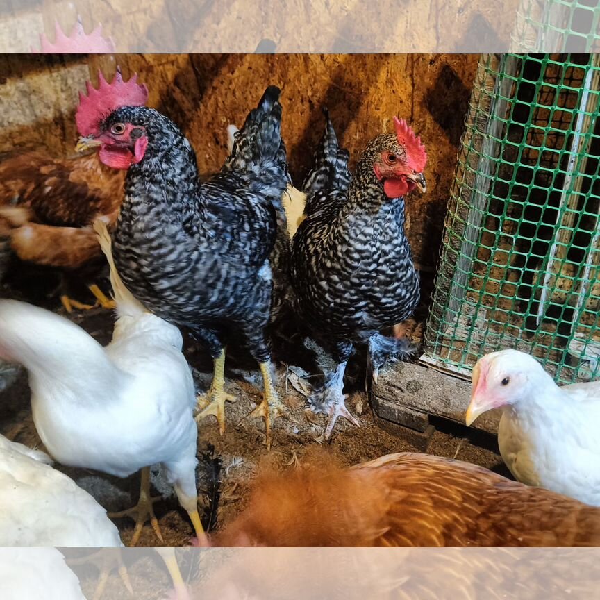 Молодые петушки