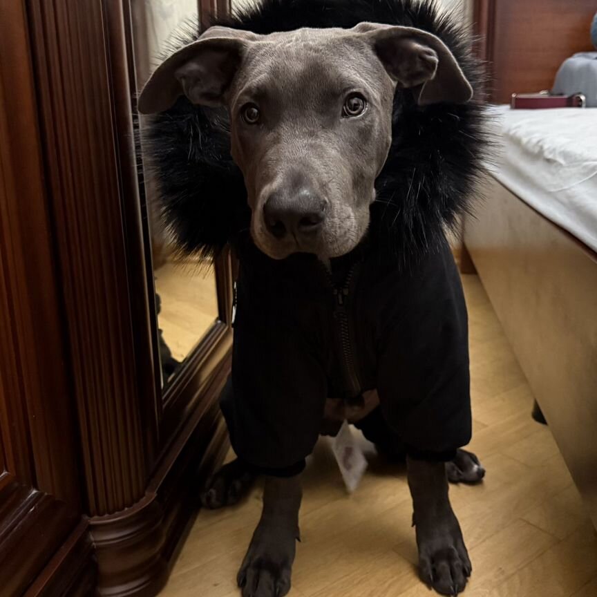 Костюм для собаки зимний