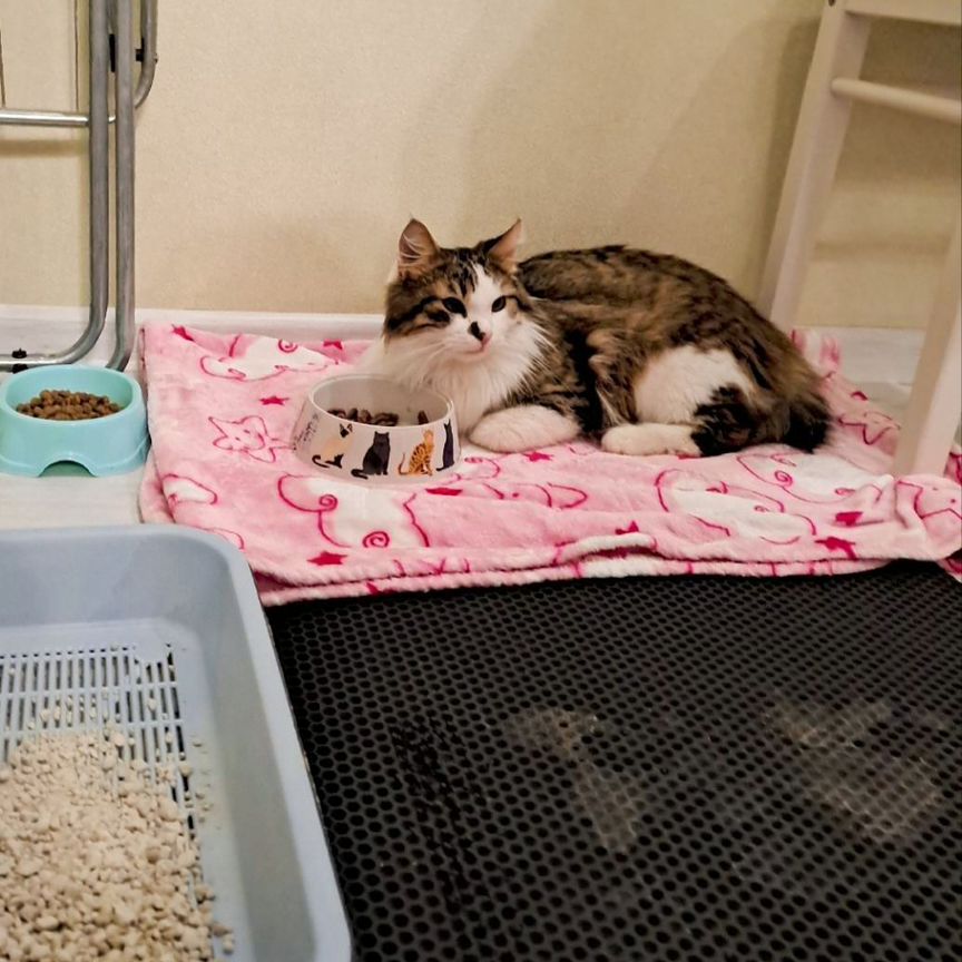 Котик в добрые руки