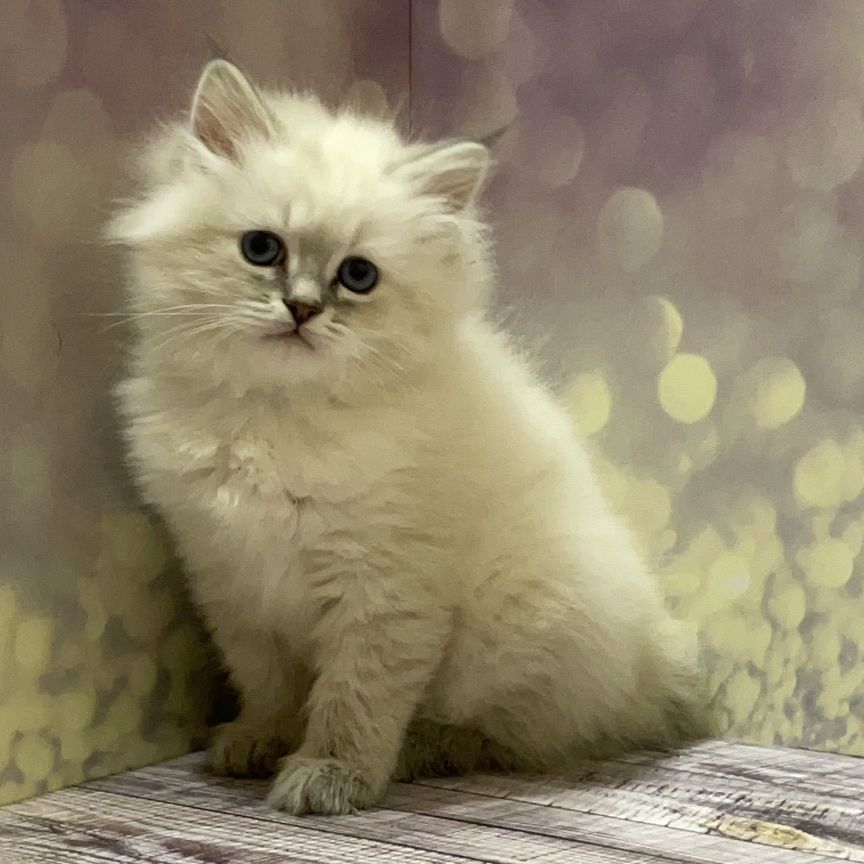 Невский маскарадный котик