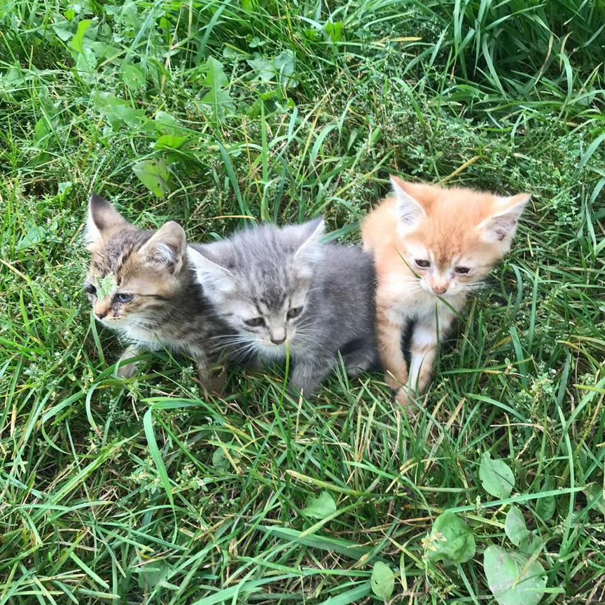 Котята в добрые руки мальчики