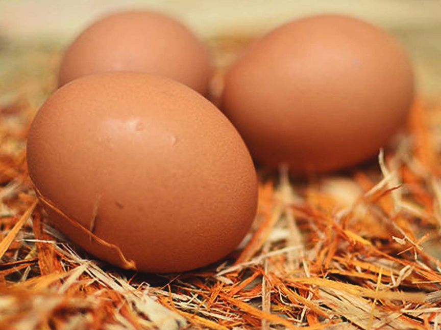 Инкубационное яйцо кур кучинскинская юбилейная