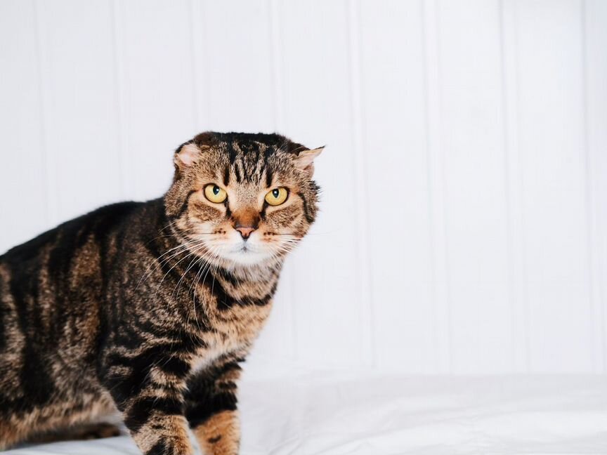 Мраморный ласкуша котик в добрые руки