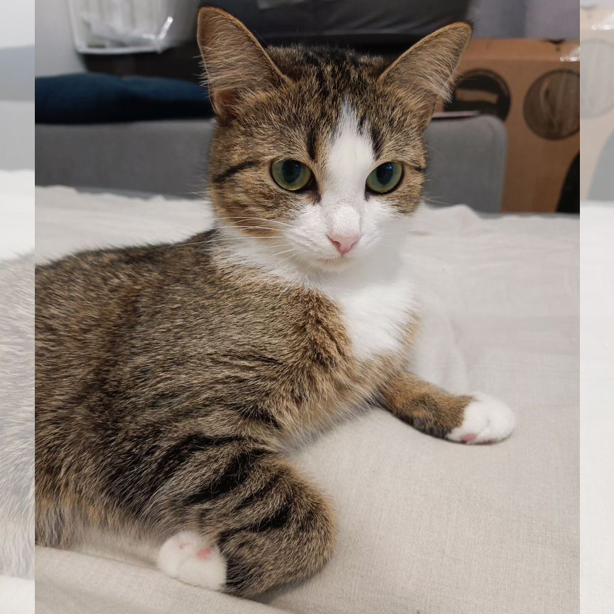 Взрослая, кошка в добрые руки