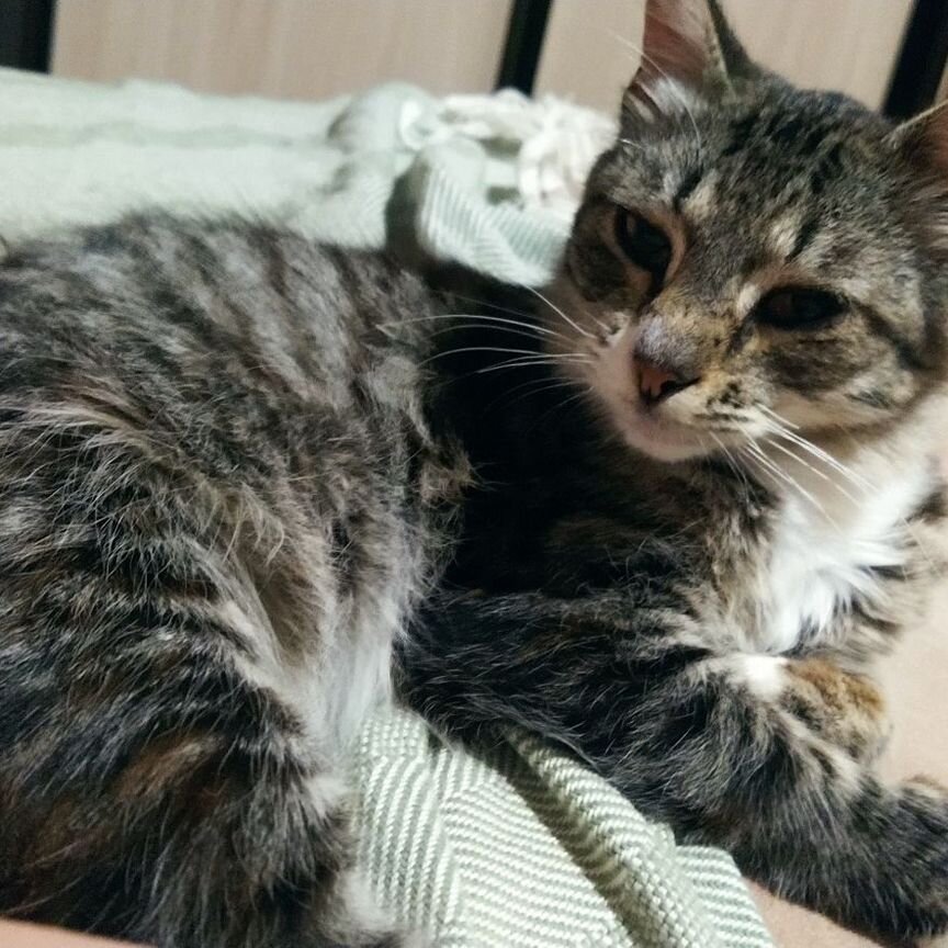 Котенок в дар бесплатно