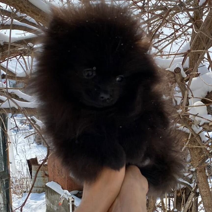 Померанский шпиц мини