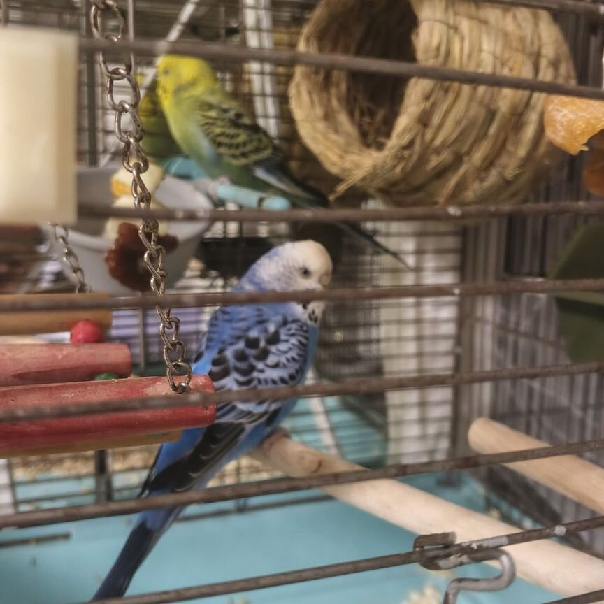 Волнистый попугай с клеткой