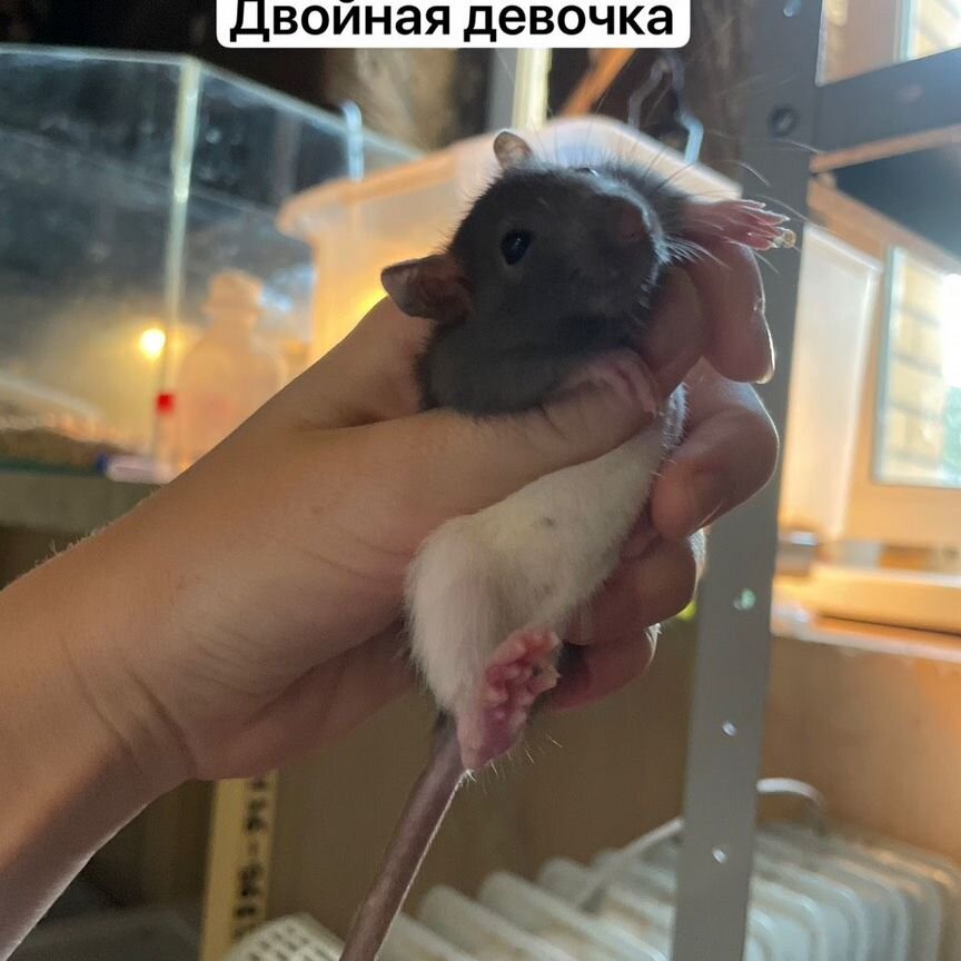 Крыски детки