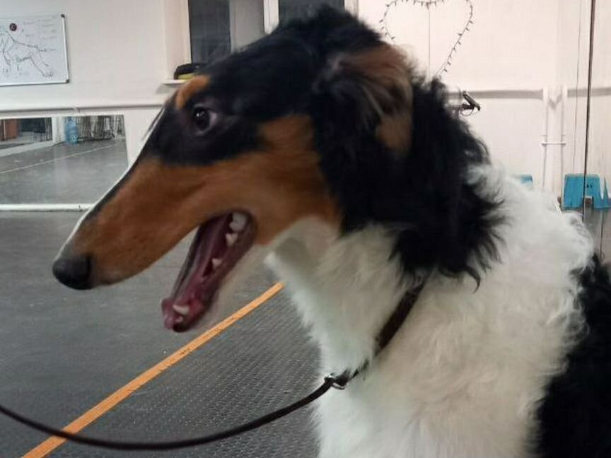 Кобель русской борзой