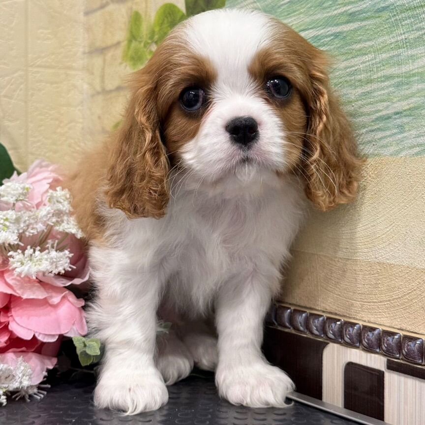 Крошка Кавалер Кинг Чарльз спаниель мальчик