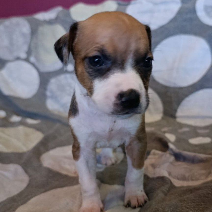 Американский стаффордширский терьер, щенок