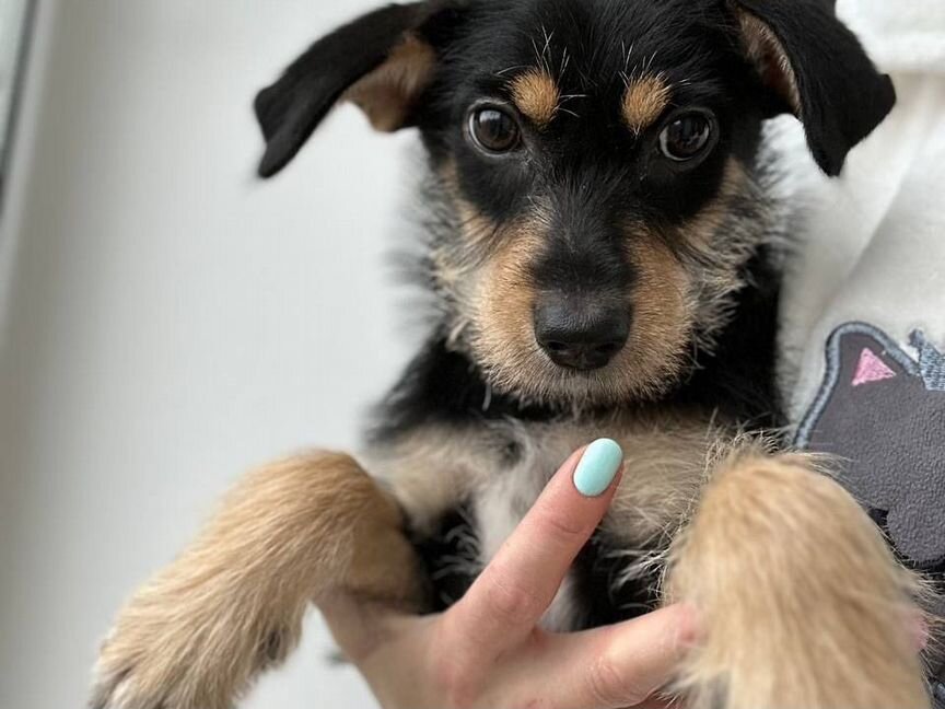 Щенок девочка -Эльза ищет дом